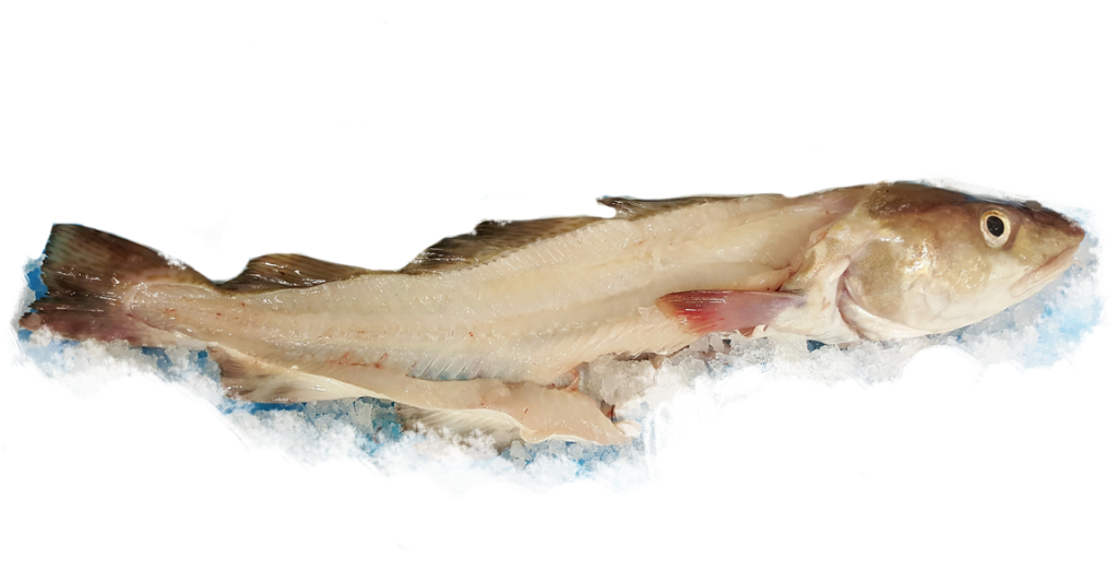 parure-cabillaud - Valofish